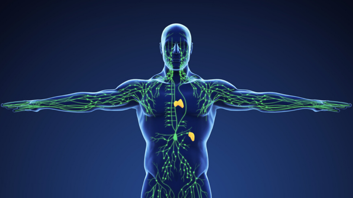 Lymphatic System and Massage — American Massage Therapy Association